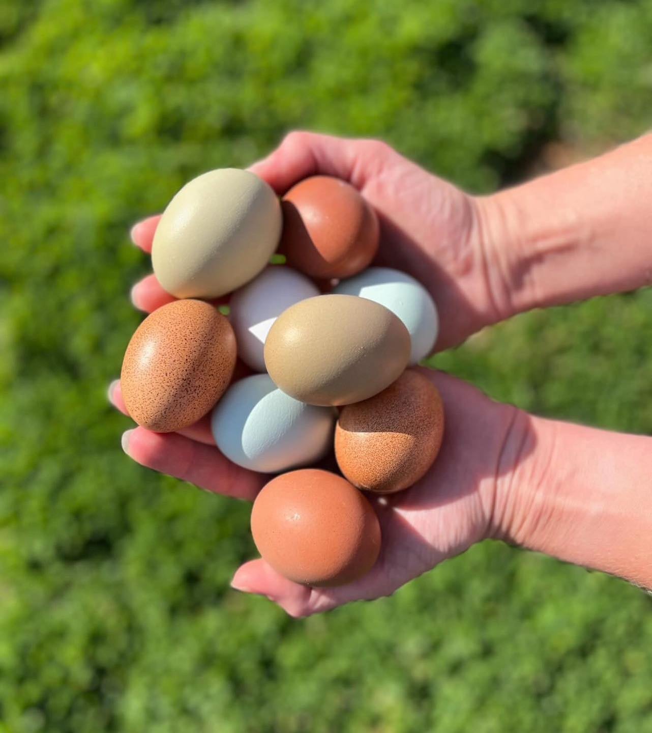 Home Grown Eggs | Pastured Chickens - Soy & Corn Free | Home Grown