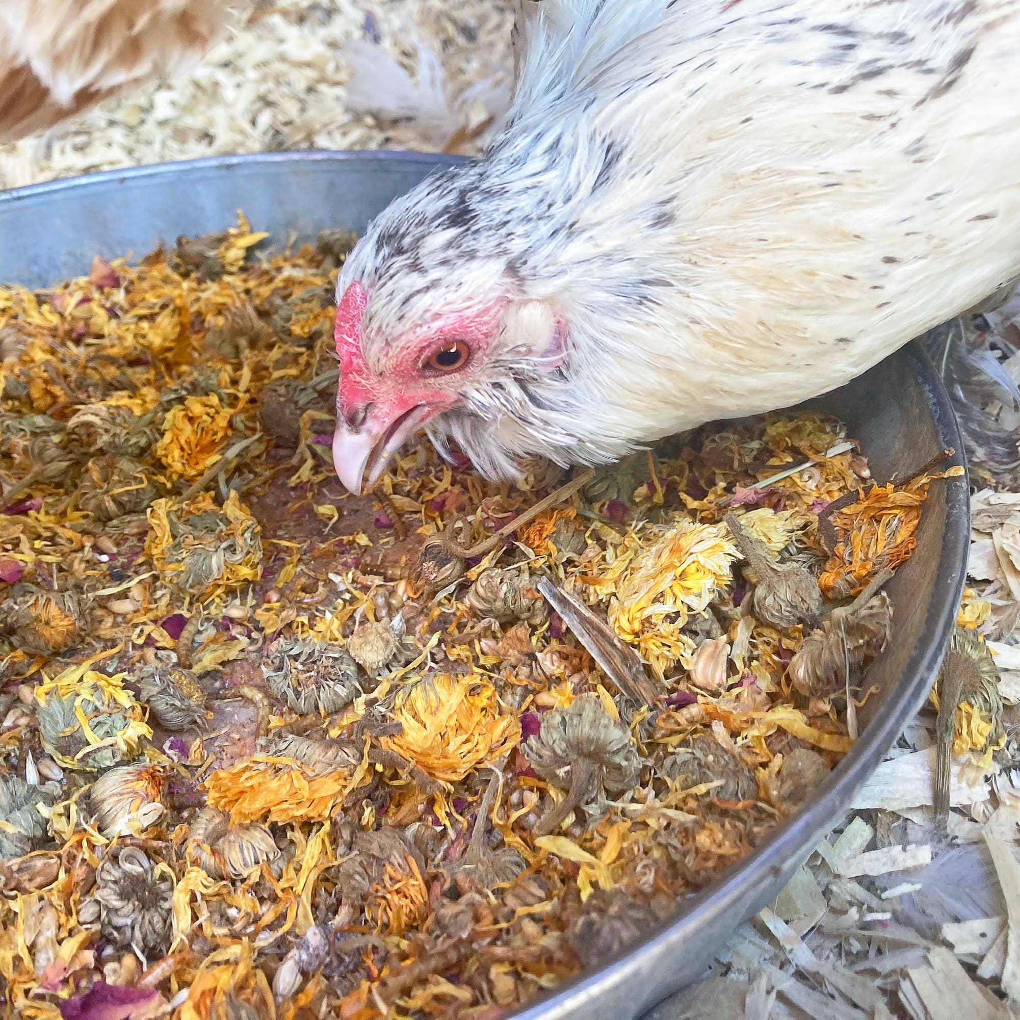 Pampered Chicken Mama | PowerHen (TM) High Protein Treat With Mealworms ...