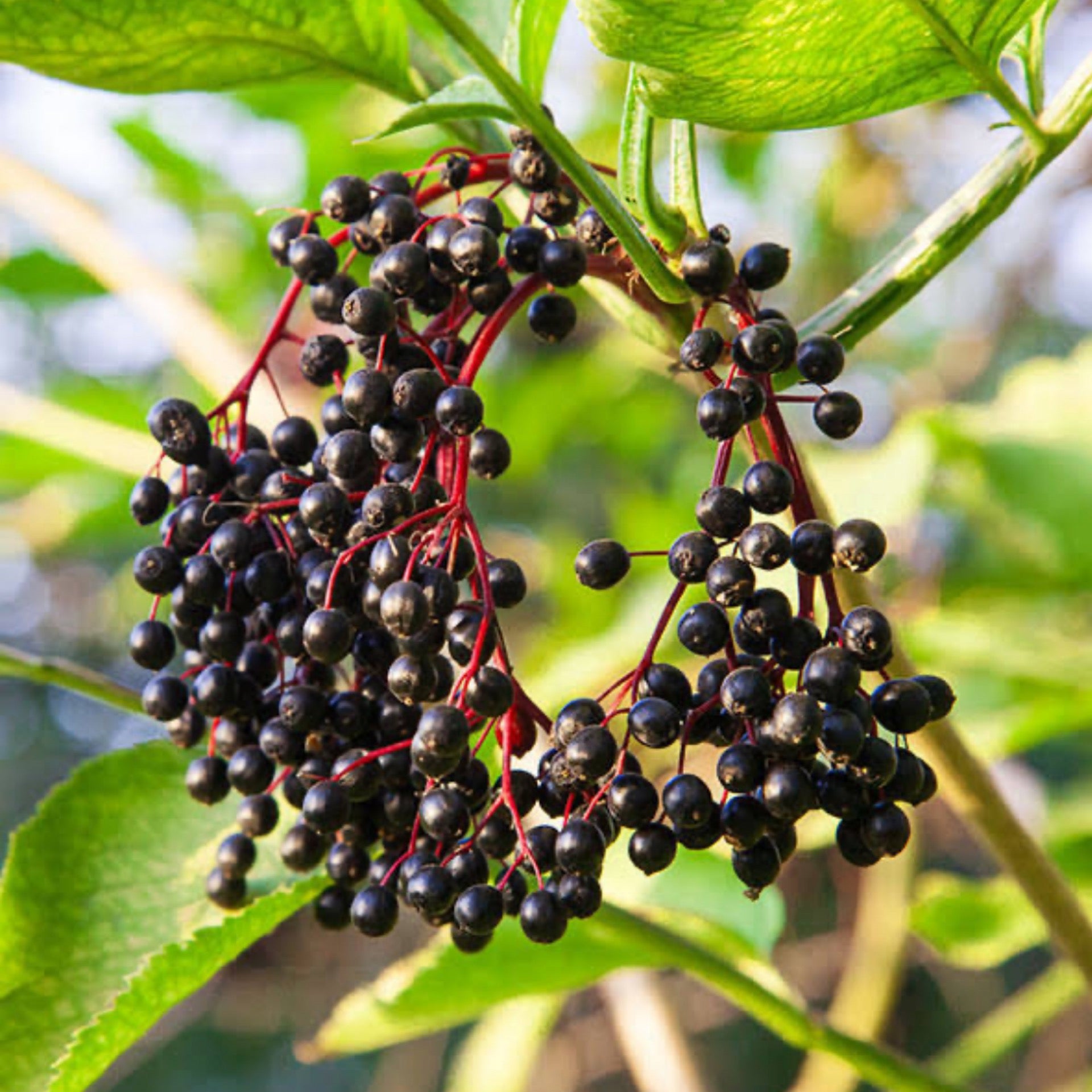 Gallon Elderberry Garden Transplant | Home Grown